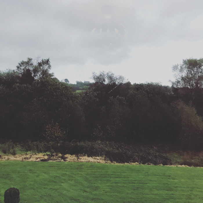 forest | Cat Gallagher