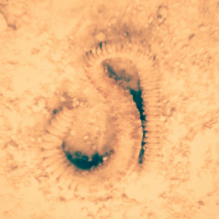 Cover sessions | Maggot Brain