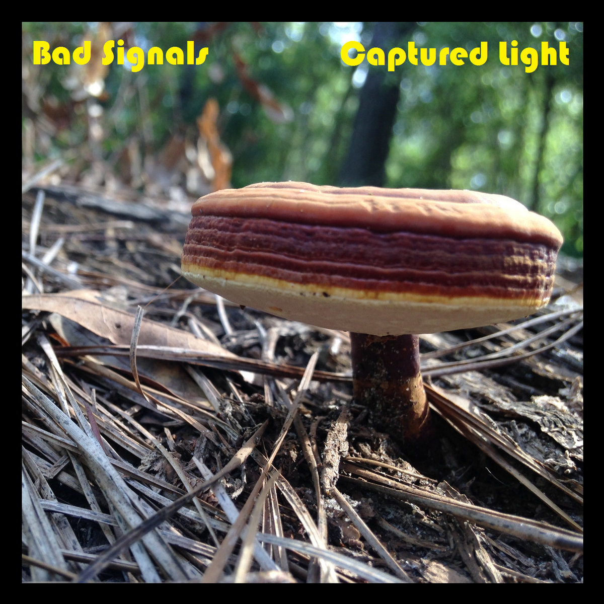 Captured Light | Bad Signals