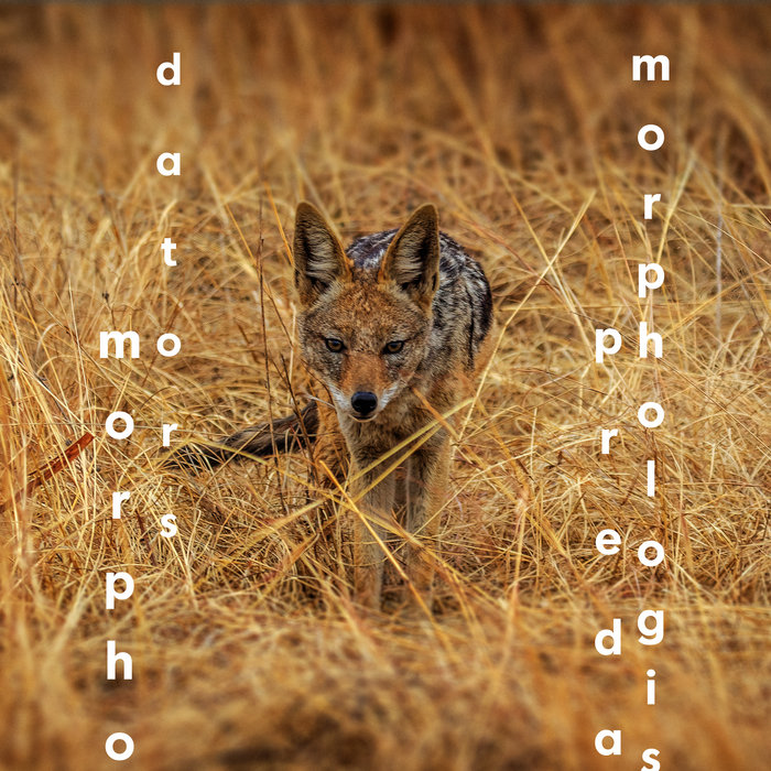 Predators / Prey | Morphologist | College Hill