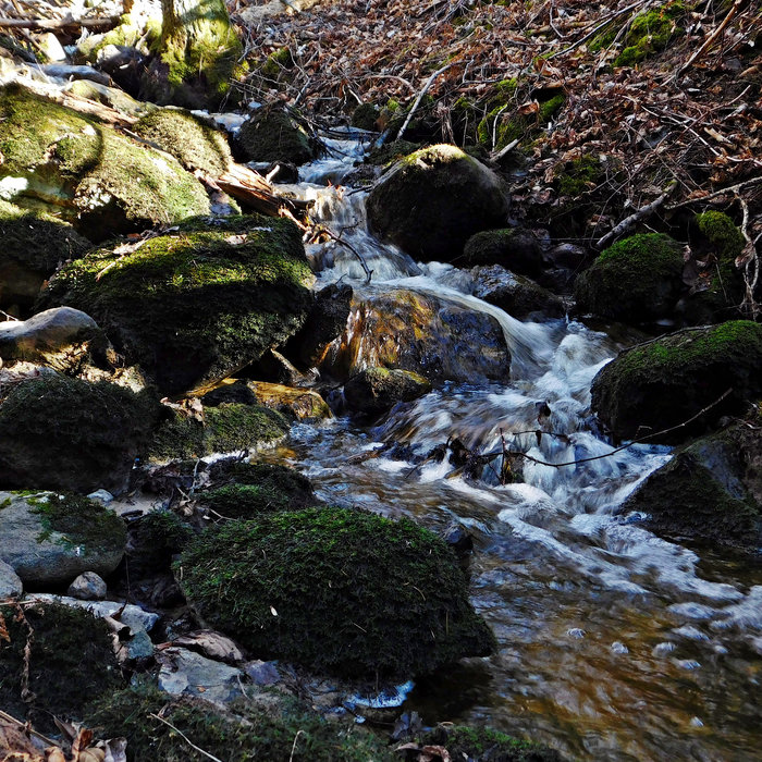 Field Recordings: Vol. VI - Woodland Brook in Spring | Rötter Och Grenar