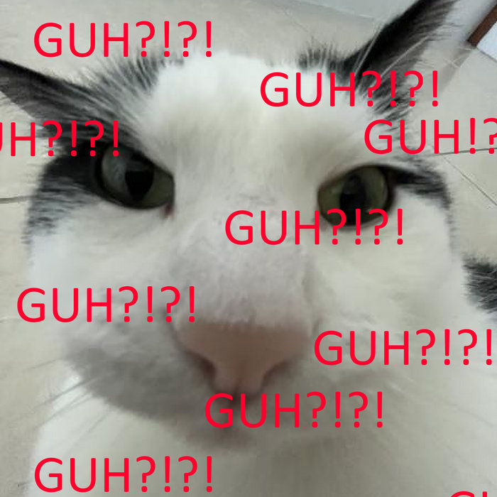 GUH?!?! | cluttered cat