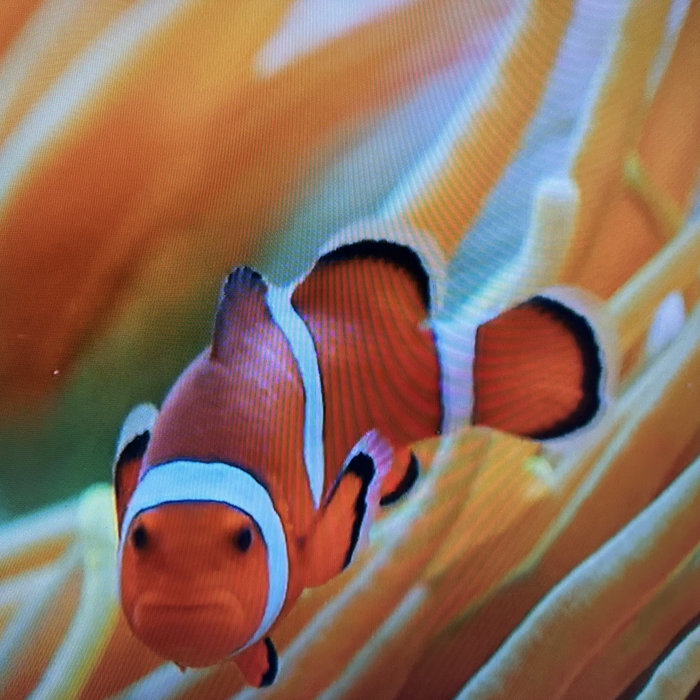 SEA LIFE SCREENSAVER BUCK | Buck0
