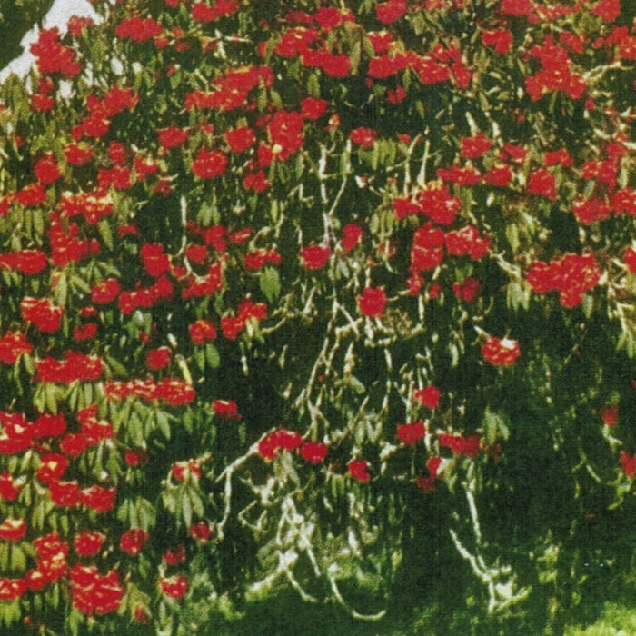 "Pearl" b/w "Grey" | Ama | Lighten Up Sounds