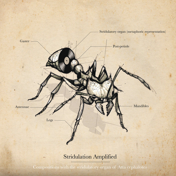 Stridulation Amplified: compositions with the stridulatory organ of ...