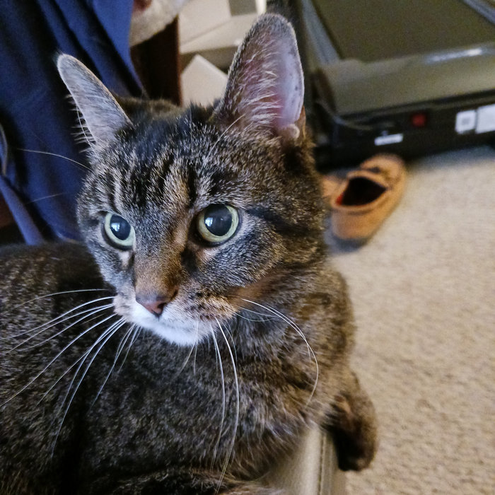 Best Cats | Bobby P.