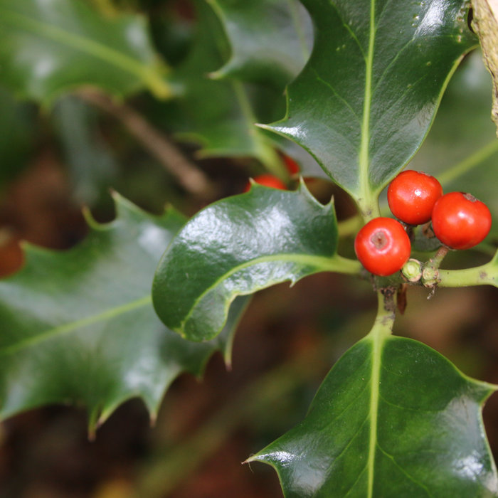 The Holly and the Ivy, the Moon and Seven Stars | Kiddars Luck