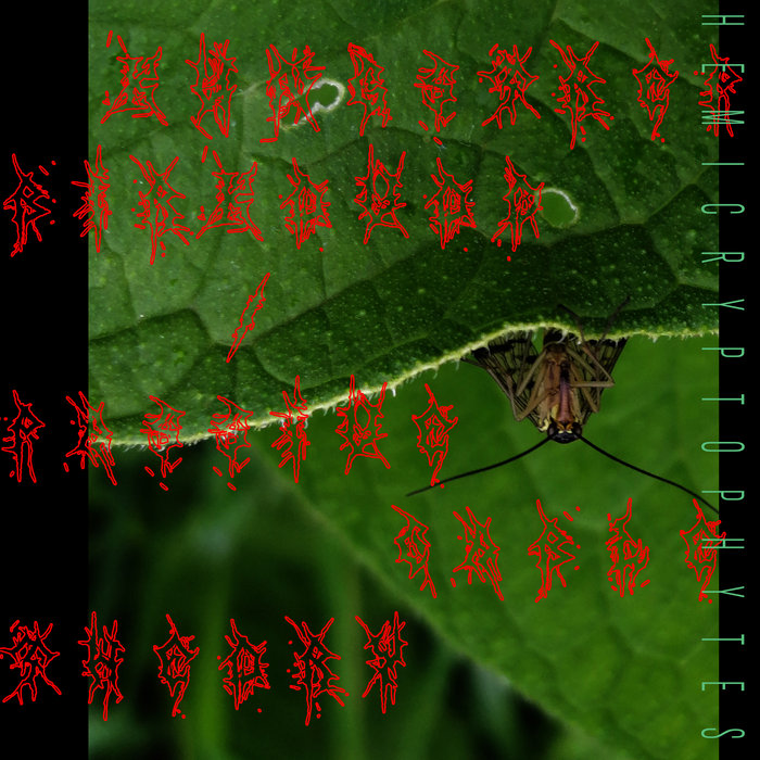 hemicryptophytes | Kungstrep Birkovod / Passive Cable Theory ...