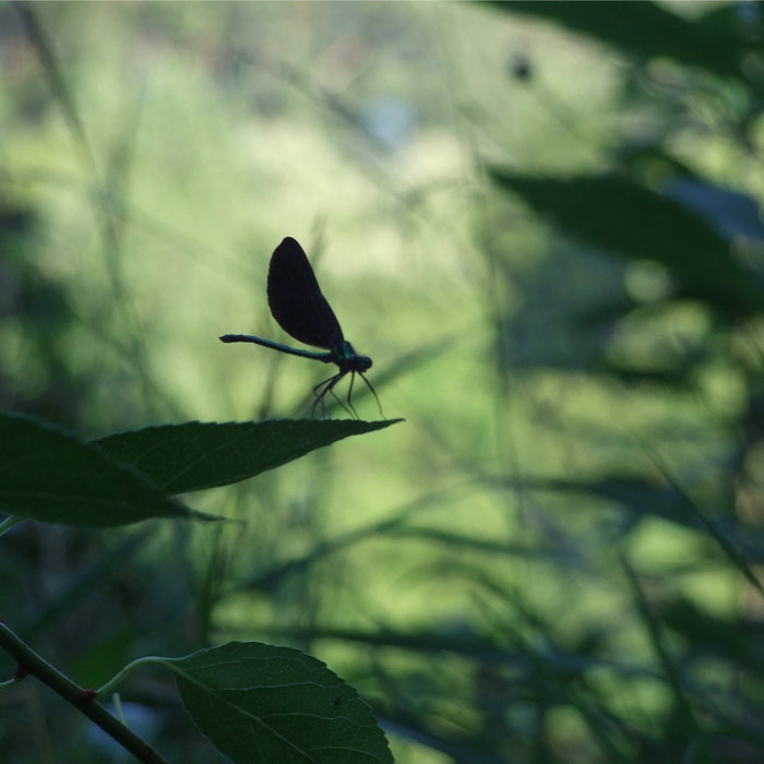 Mi Riparian Bi | Keeve Greene | Gypsy Think Box