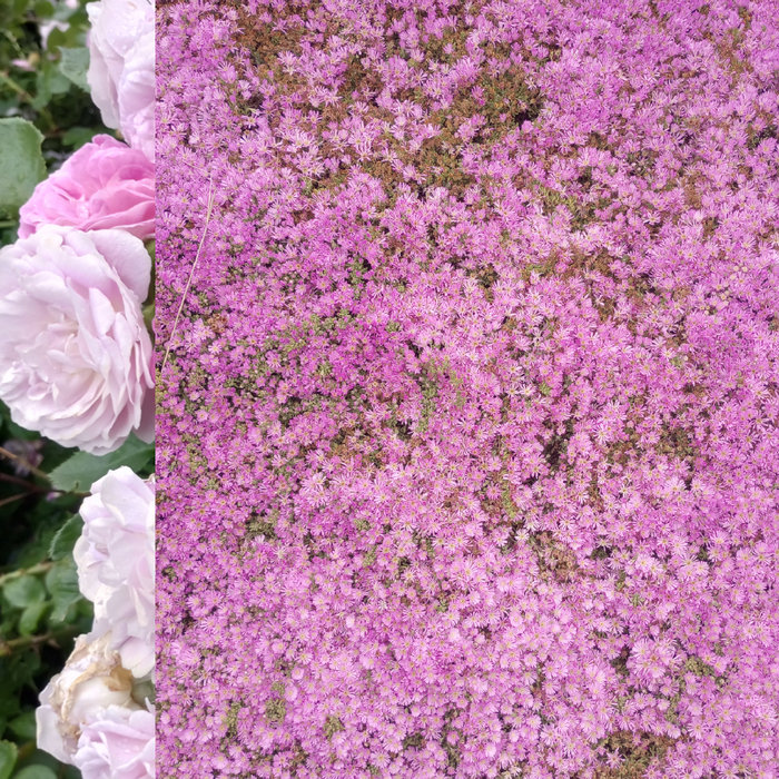 Cherries, Peaches and Raspberries | Floral Flowers | Tangelo Mantis