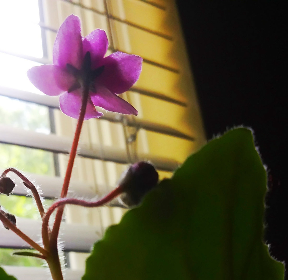 A Haiku For Early June | evan elizabeth
