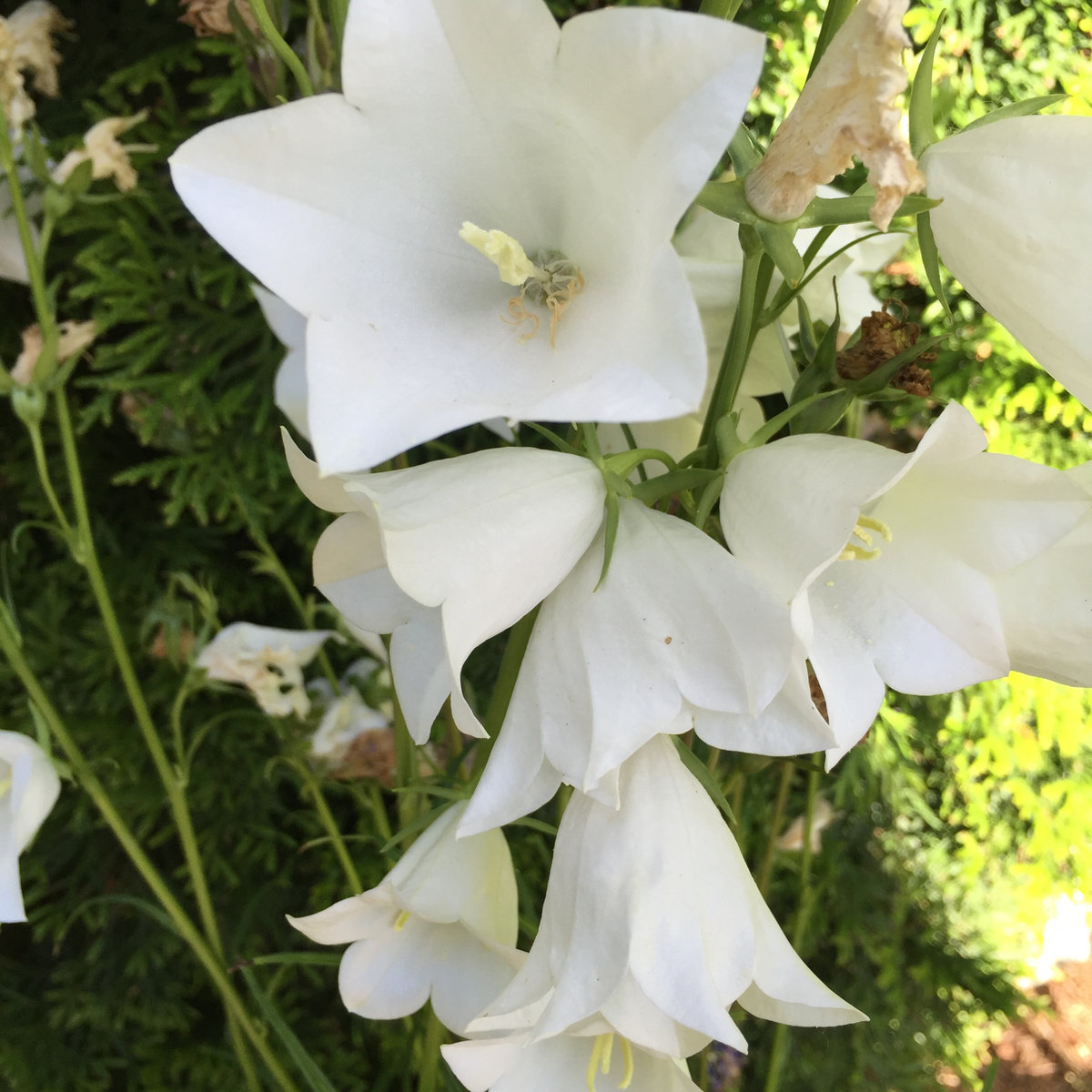 its a boy-klassen blues-hang onto hold onto love | ray godinez ...