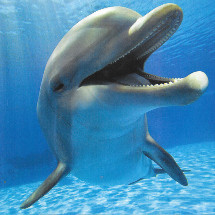 The Order of the Dolphin | Dalmatian Rex and the Eigentones