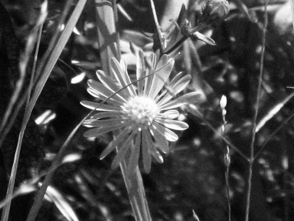 Lightless Fire | Dags | DAGS