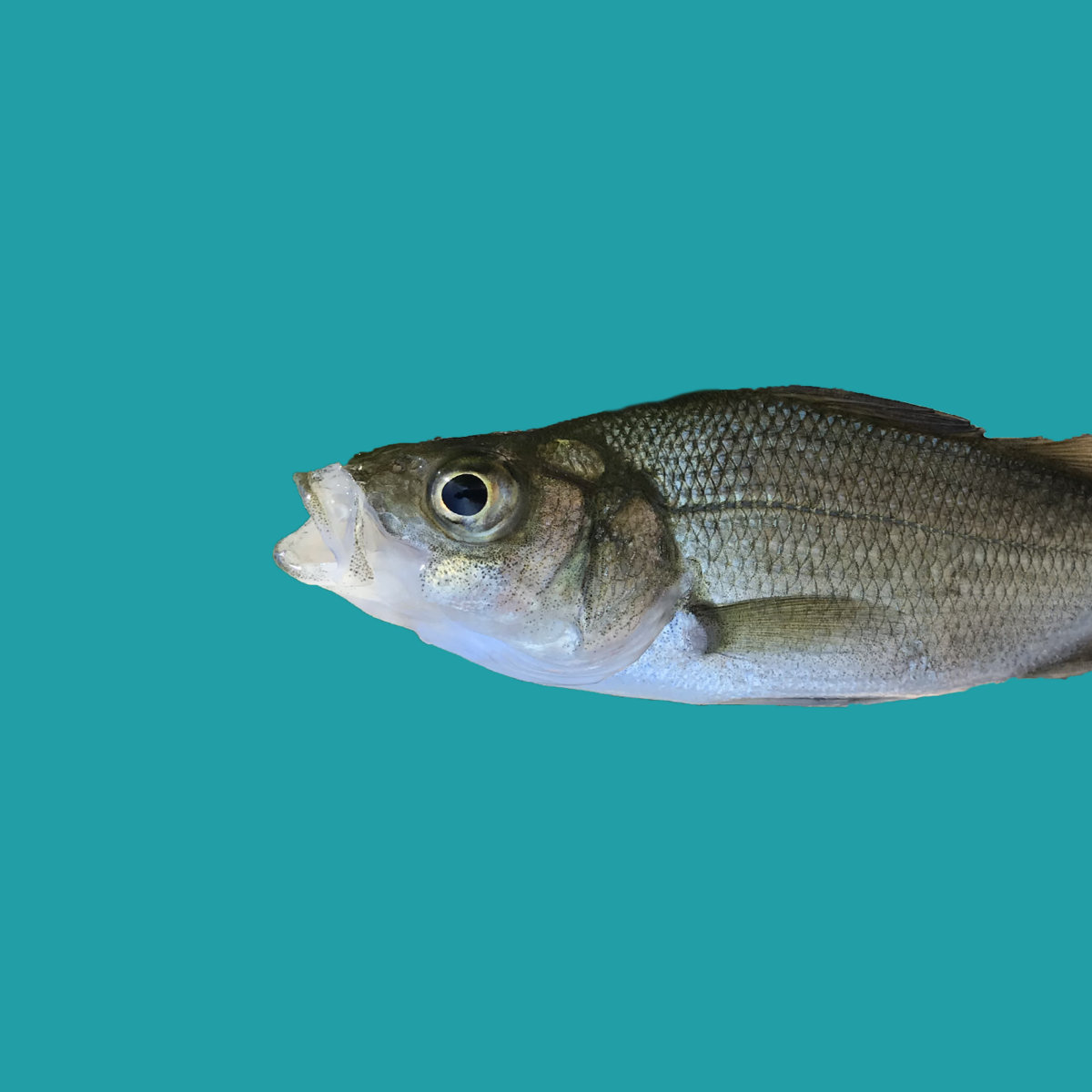 fish raga | Tallulah Cloos