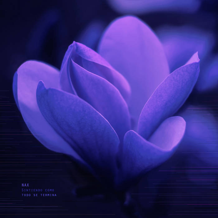 Lotus Flower Tumblr Background