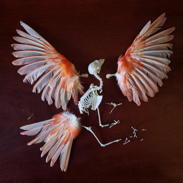 Demo | Canary Bones
