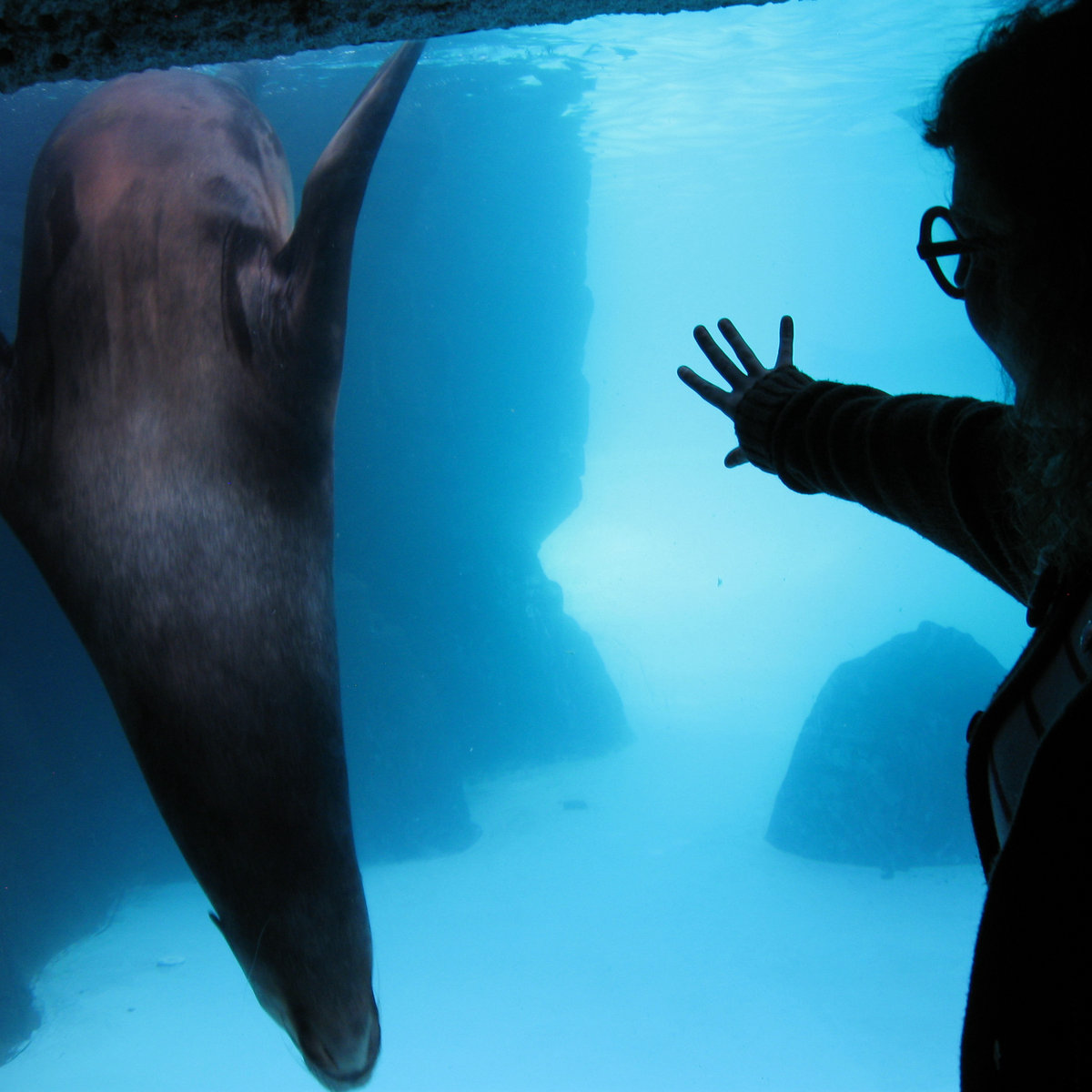 January 11-18, 2026 | Mallard Westcott