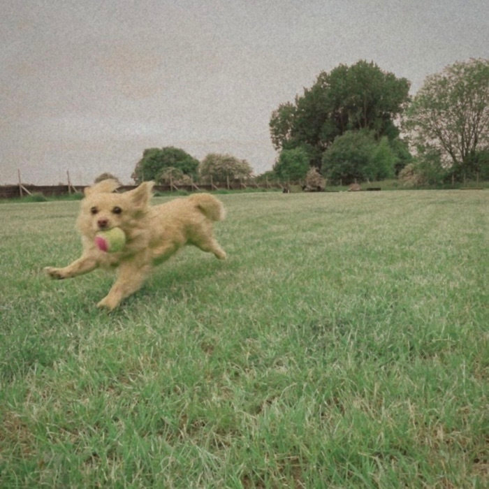 Rescue Dog | House Proud | Serial Bowl Records