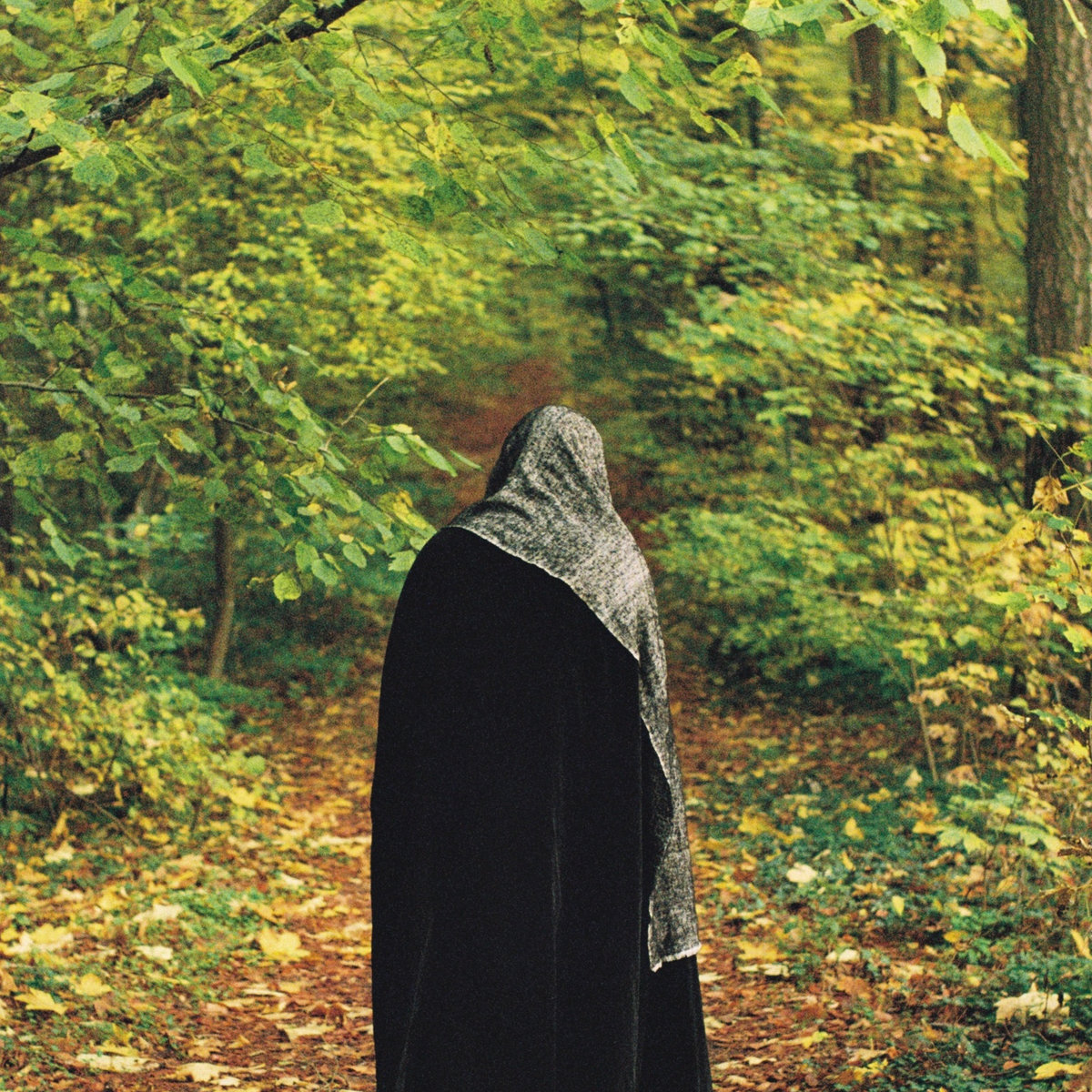 Forest Grimoire | Andy Aquarius