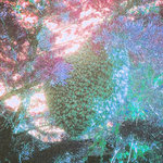 Yen Pox | Paa Annandalii | Celestial Paths Ltd.