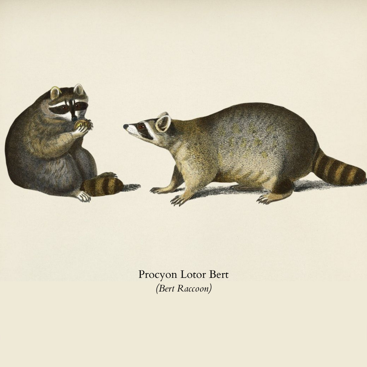 Procyon Lotor Bert | Bert Raccoon