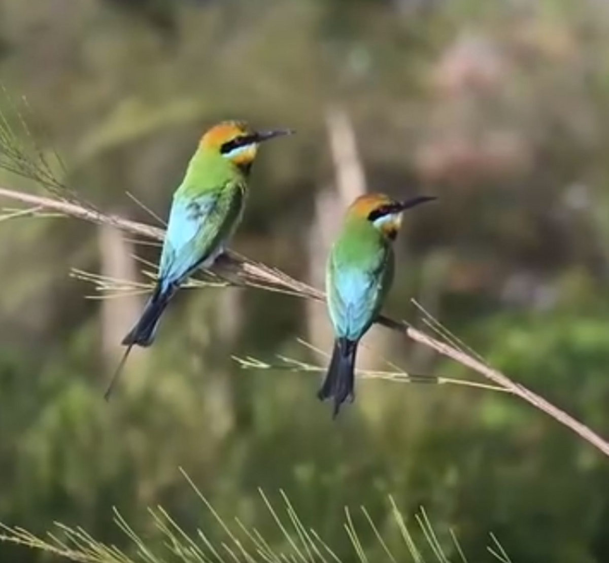 WALLUM MAJESTIC BEAUTY | DHARMA MARIA MITRA | tarshito