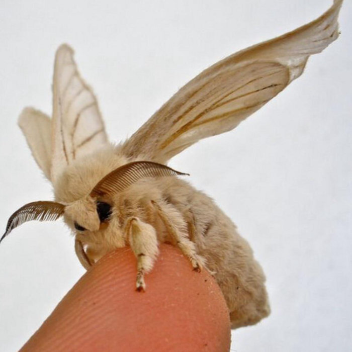 Moth Noise Wall #2 | Moth Noise Wall