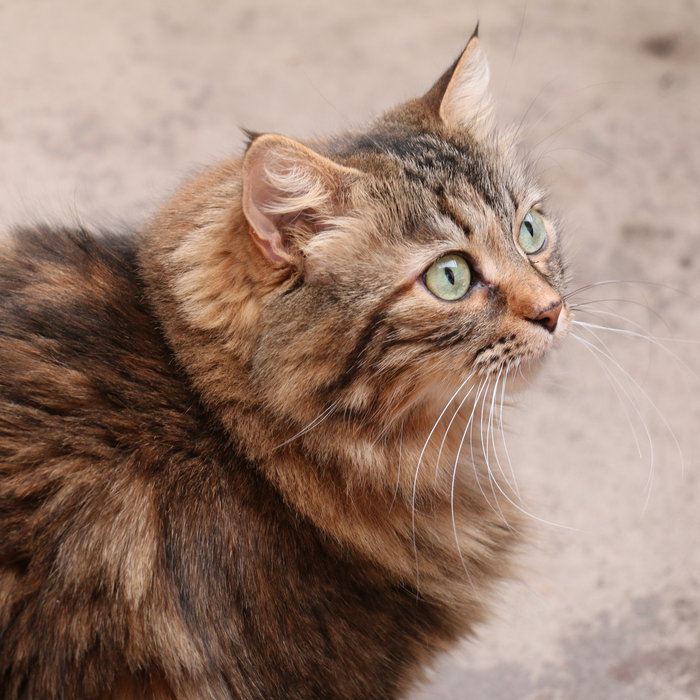 24-Hour Write-A-Record Challenge | Pattern Screamers