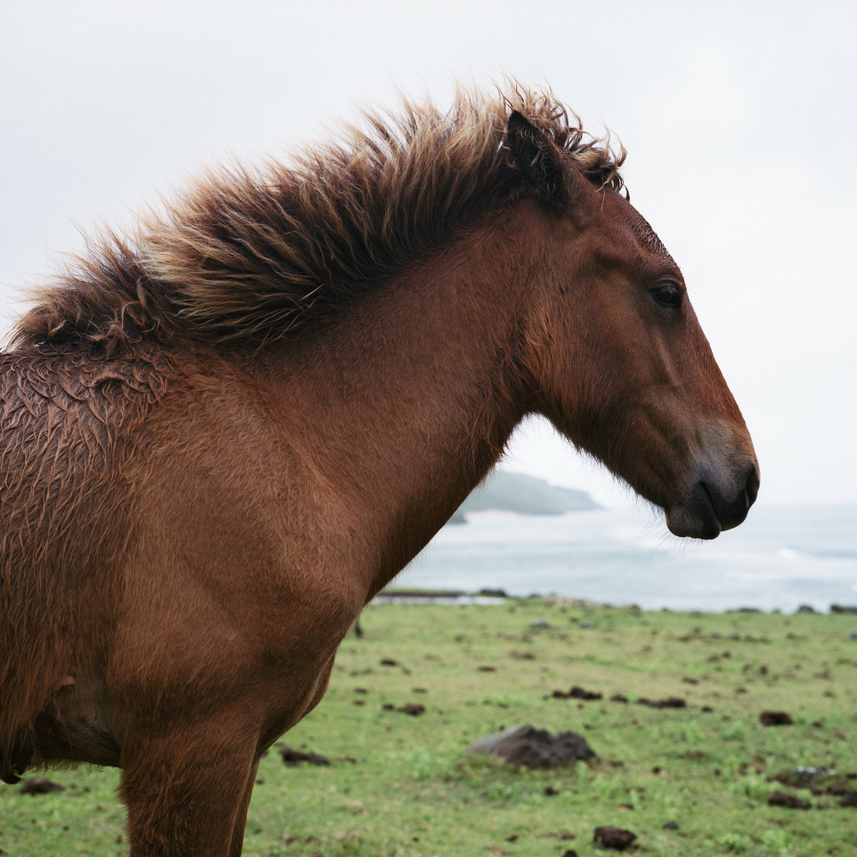 The Love Decorated with Flowers | Ryota Mikami | Vegetable Record