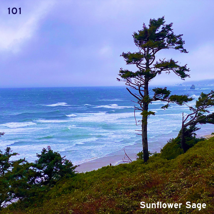101 | Sunflower Sage
