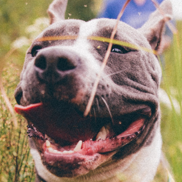 Pitbull Terrier (single) | Slawowycz | Karpatsin Slawowycz