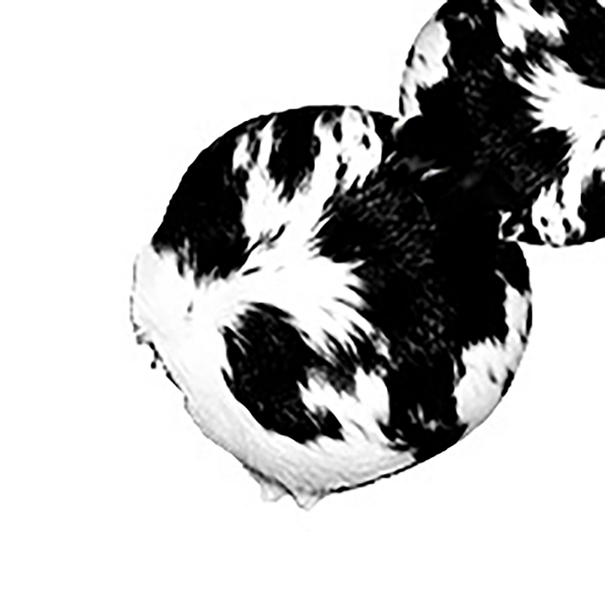 amorphous globosus | Noobish