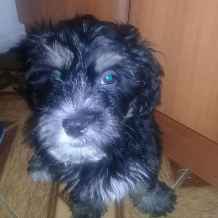 max | no dejen salir a la nieves