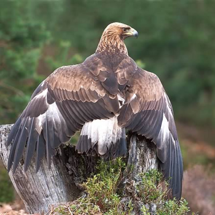 Eagle Beaks | The Dusty Trail Tribe | Mark Cranford