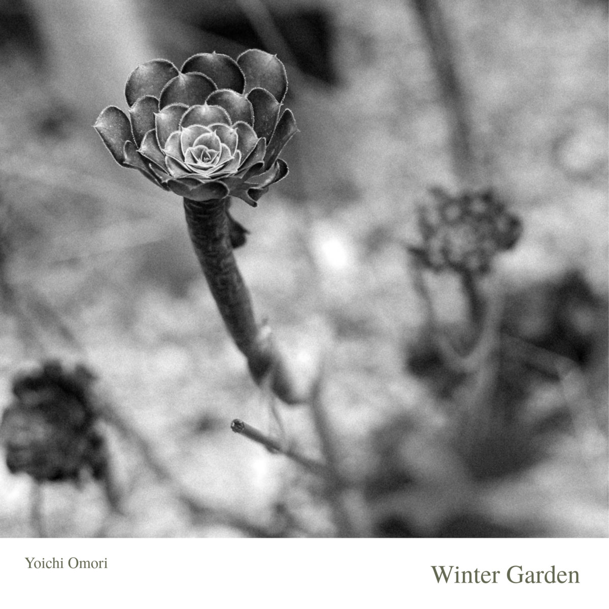 Winter Garden | Yoichi Omori