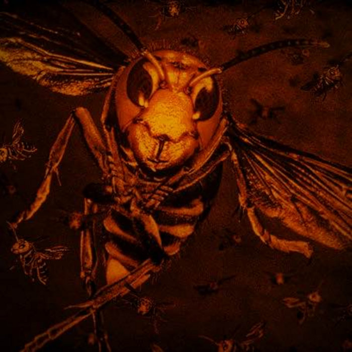 The Murder Hornets Project | The Murder Hornets Project