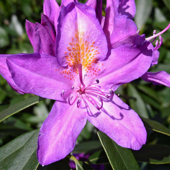 Quoth Azalea, the Demon (Rhododendoom II) | Botanist