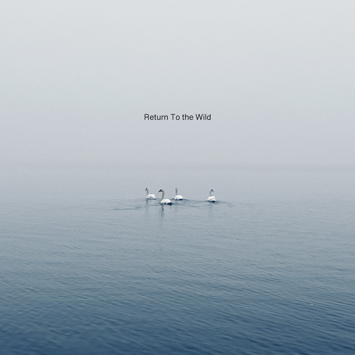 Return To the Wild | Good Morning Spider