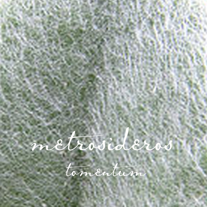 tomentum | Metrosideros