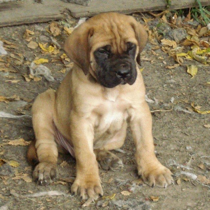 Polar Vortex | The Return Of The Lizard King