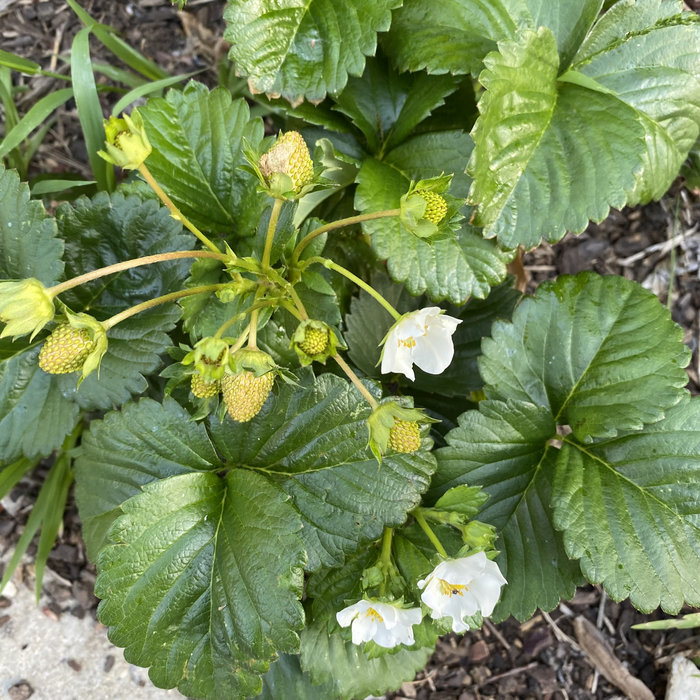 Wild Strawberries | dance parrot