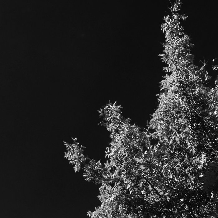 Monochromatic | Filemot