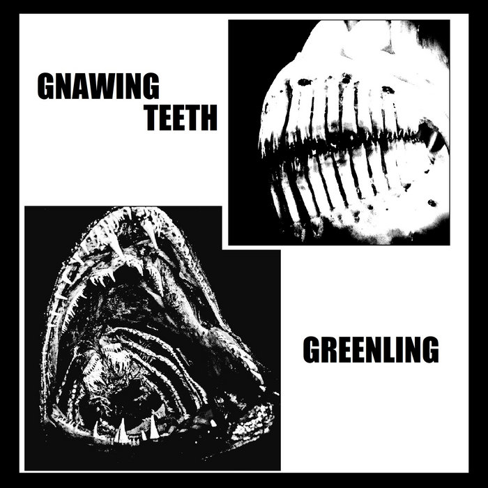 Pharyngeal Jaw | GREENLING / GNAWING TEETH | AUDIBLE MASTICATION RECORDS