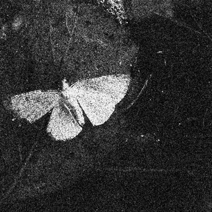 Bug Catcher / Remord | Bug Catcher / Remord | Nature Noise Wall