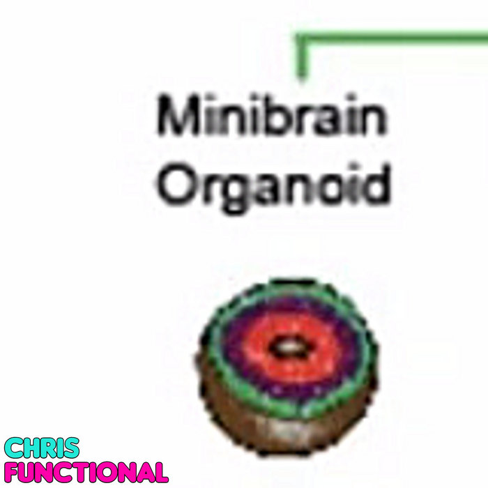 Minibrain Organoid | Chris Functional