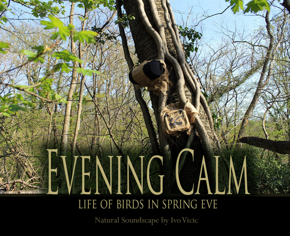 Evening calm, life of birds in spring eve - phonography | Ivo Vicic