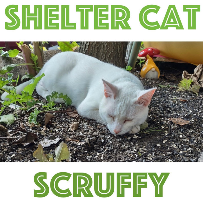 Scruffy | Shelter Cat