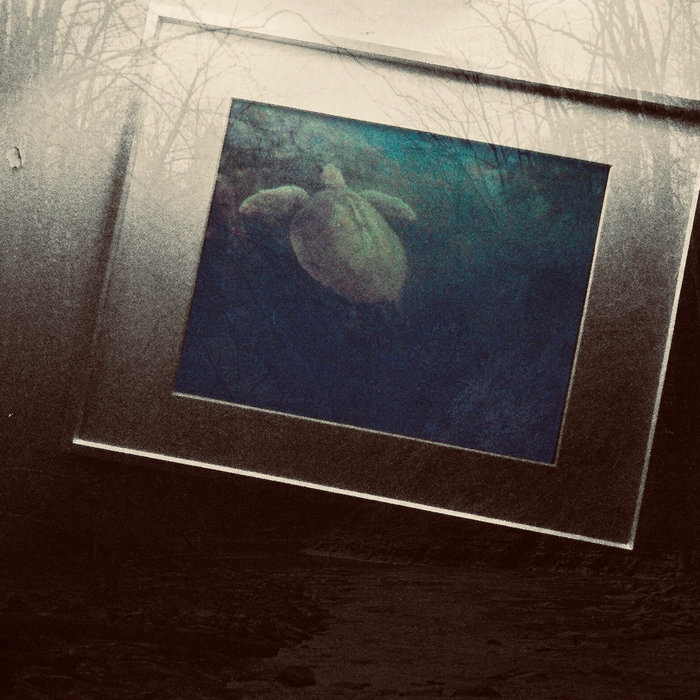 Loggerhead | Tiger Jones