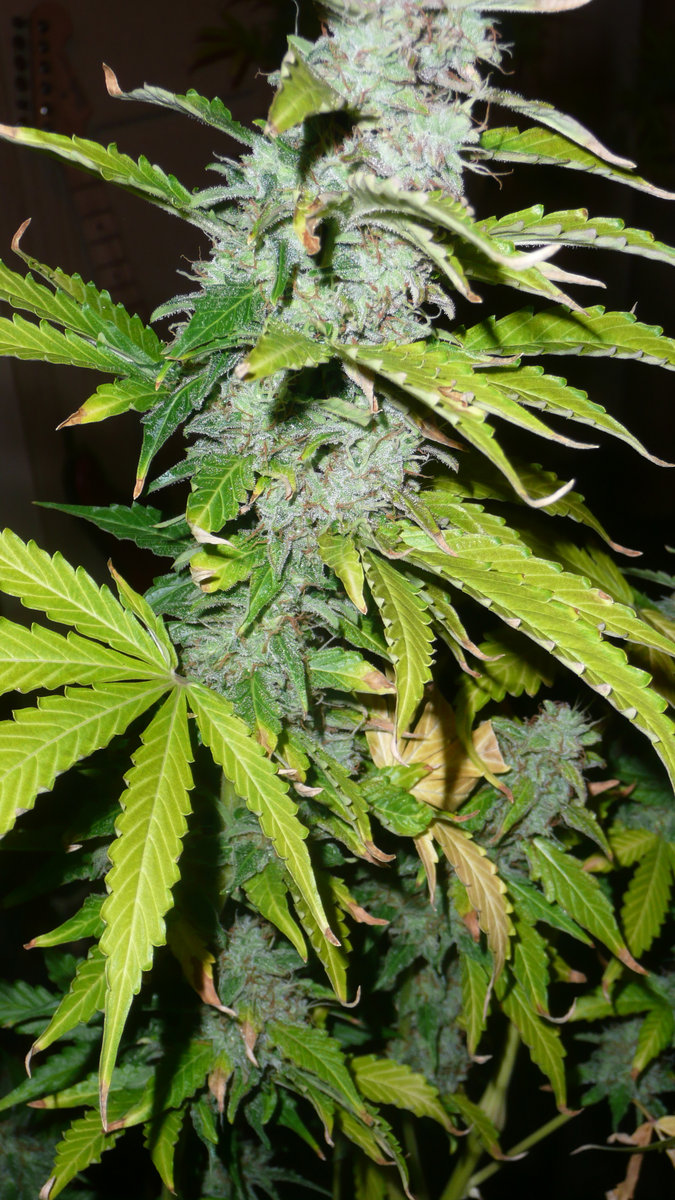 brown frown mix vol 1 part a | organ la chemica | Organ La Chemica